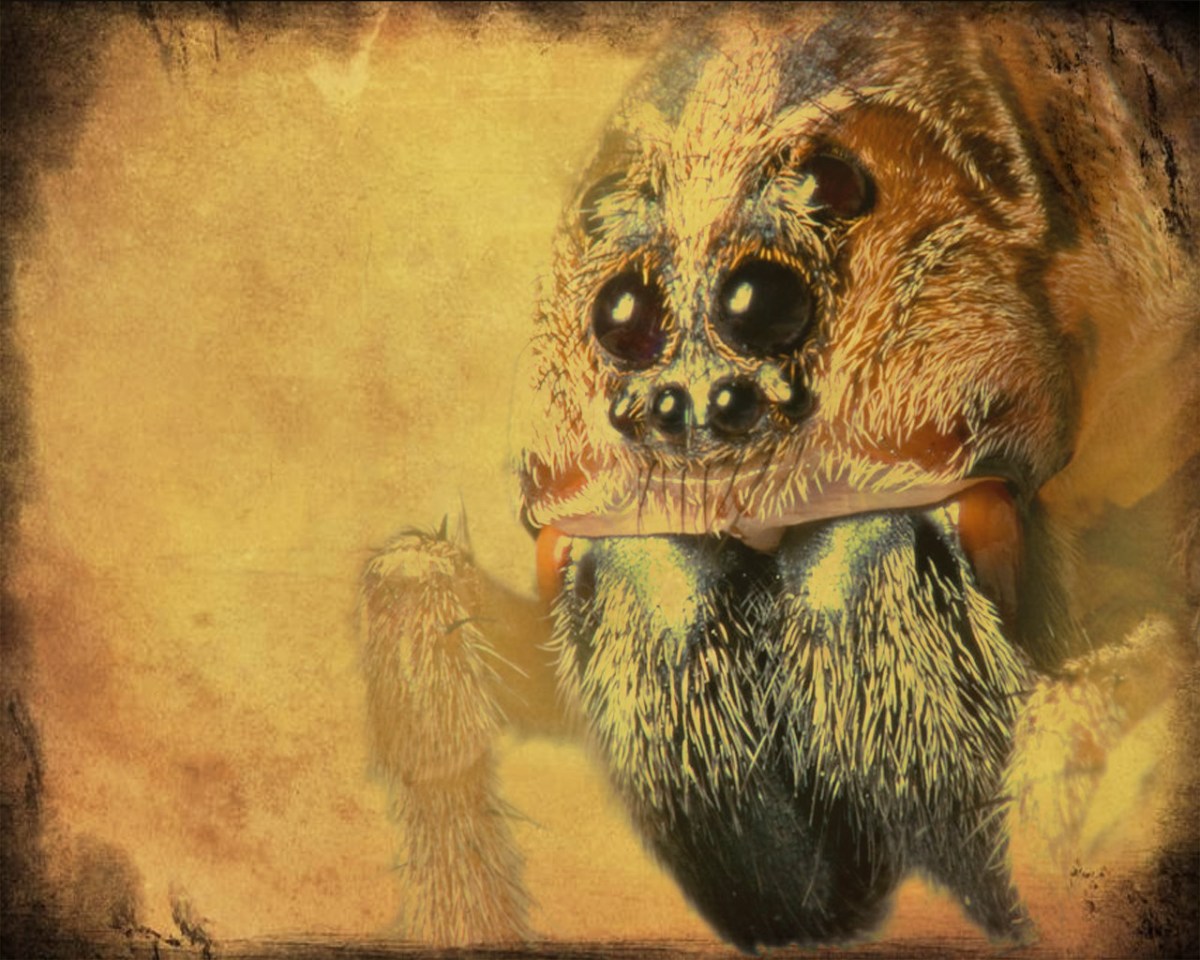 Sippin’ Spider… er, Cyder – Almost Heroes